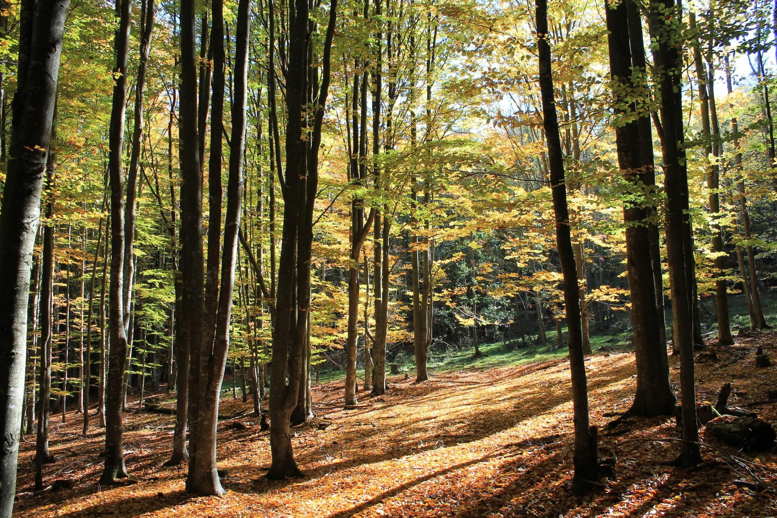 O nás | Kašperskohorské městské lesy
